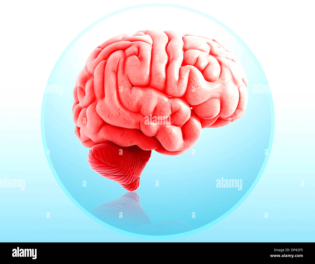 Human brain anatomy, artwork Stock Photo - Alamy