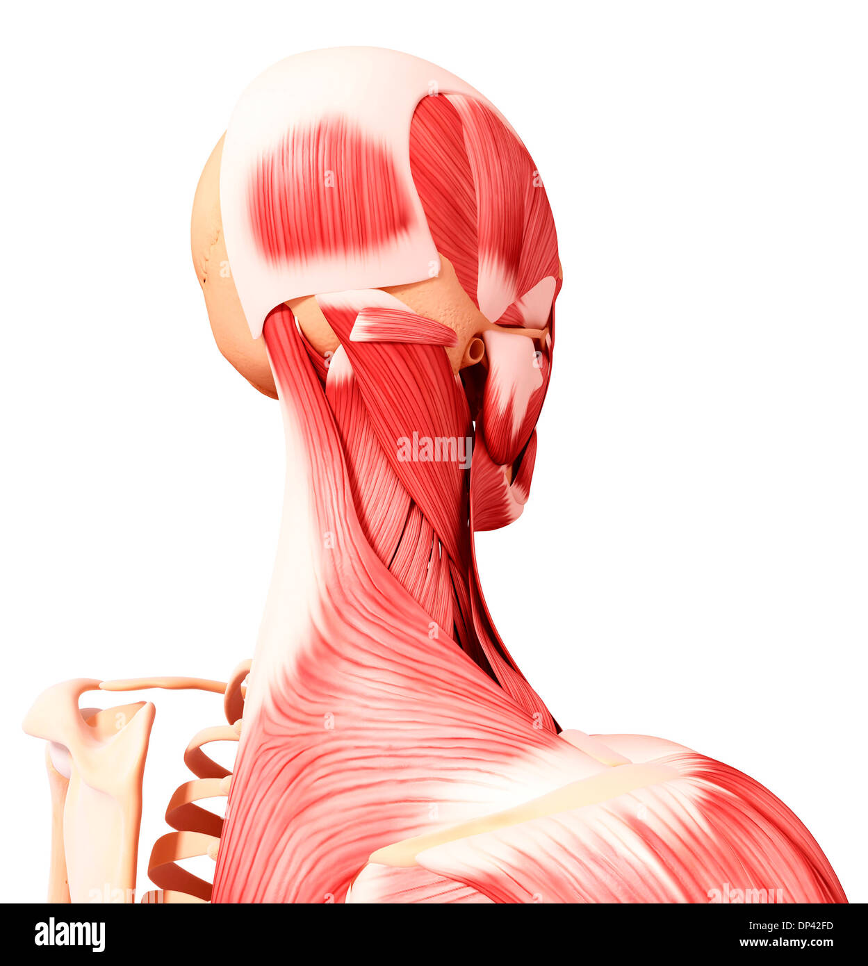 Human head musculature, artwork Stock Photo - Alamy