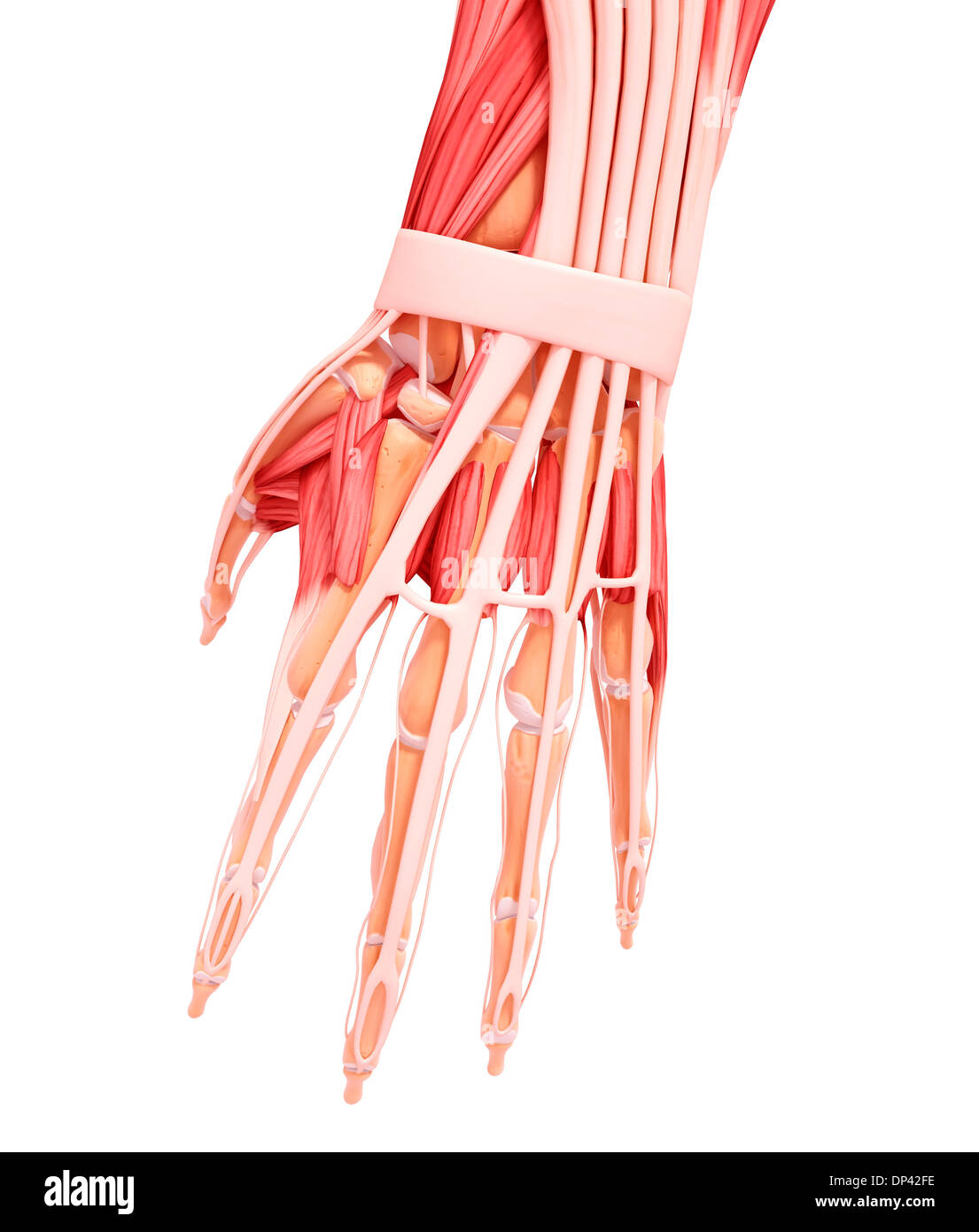 Human hand musculature, artwork Stock Photo - Alamy