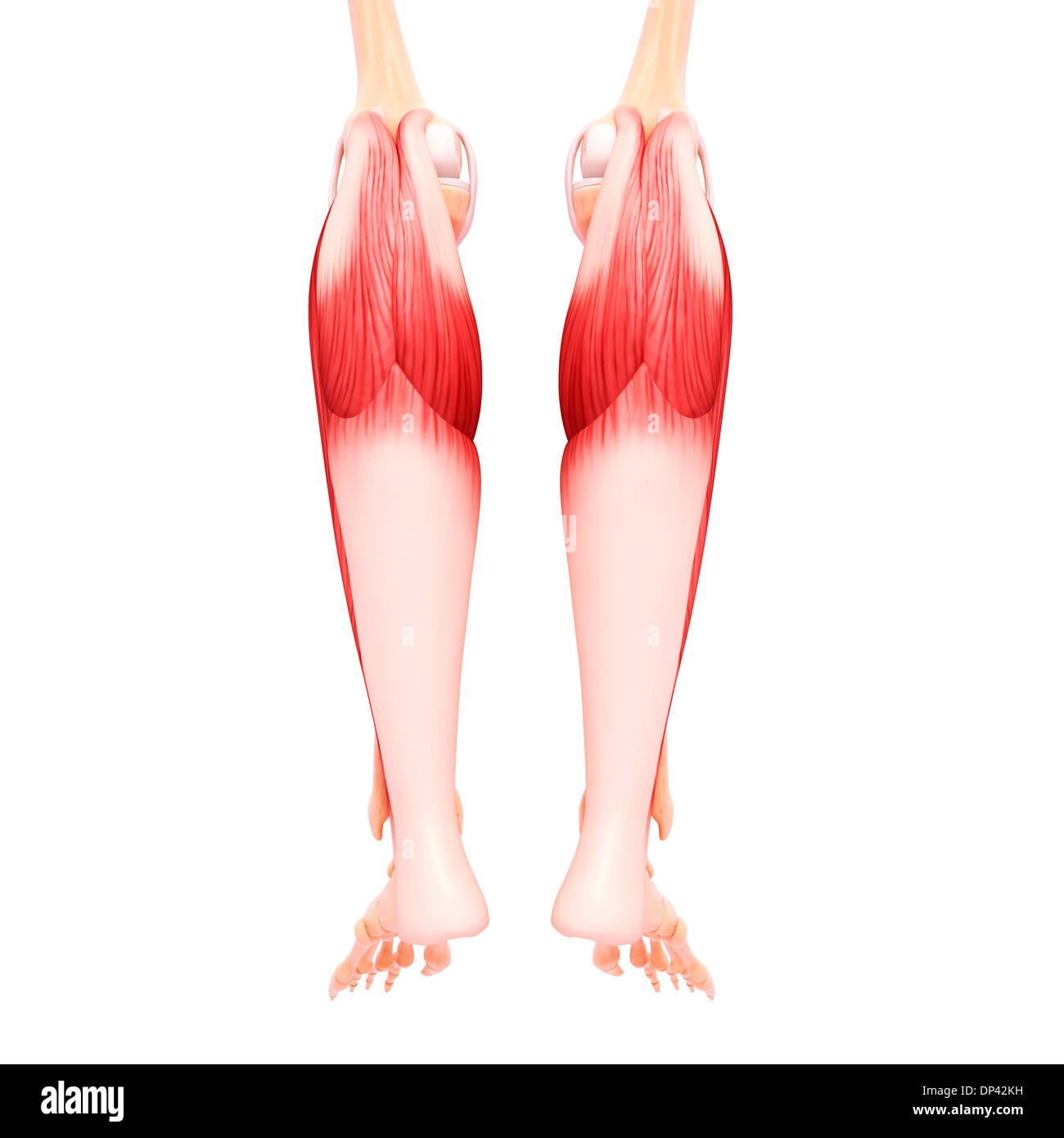Human foot musculature, artwork Stock Photo - Alamy