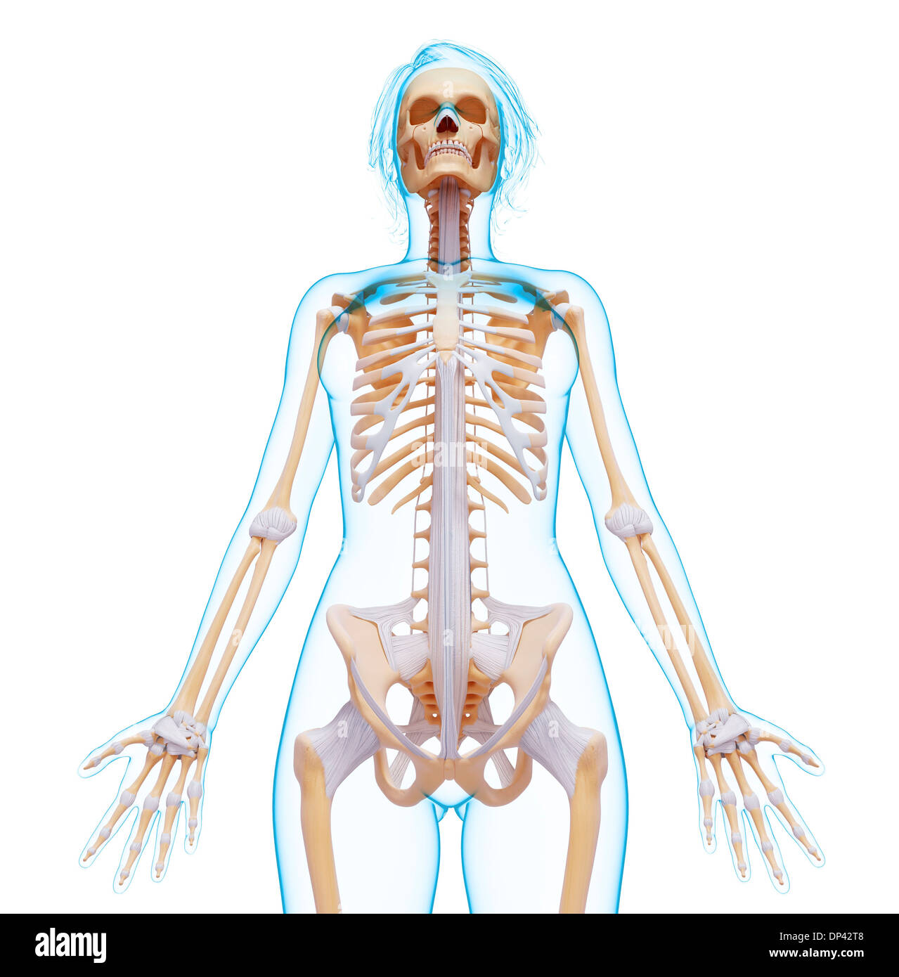 Female skeleton, artwork Stock Photo - Alamy