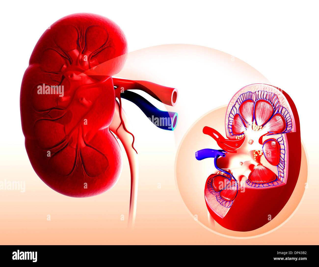 Human kidney, artwork Stock Photo - Alamy