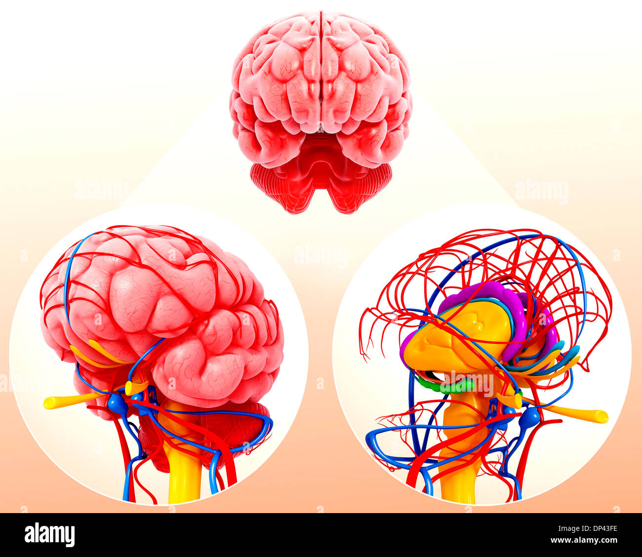 Human brain anatomy, artwork Stock Photo - Alamy