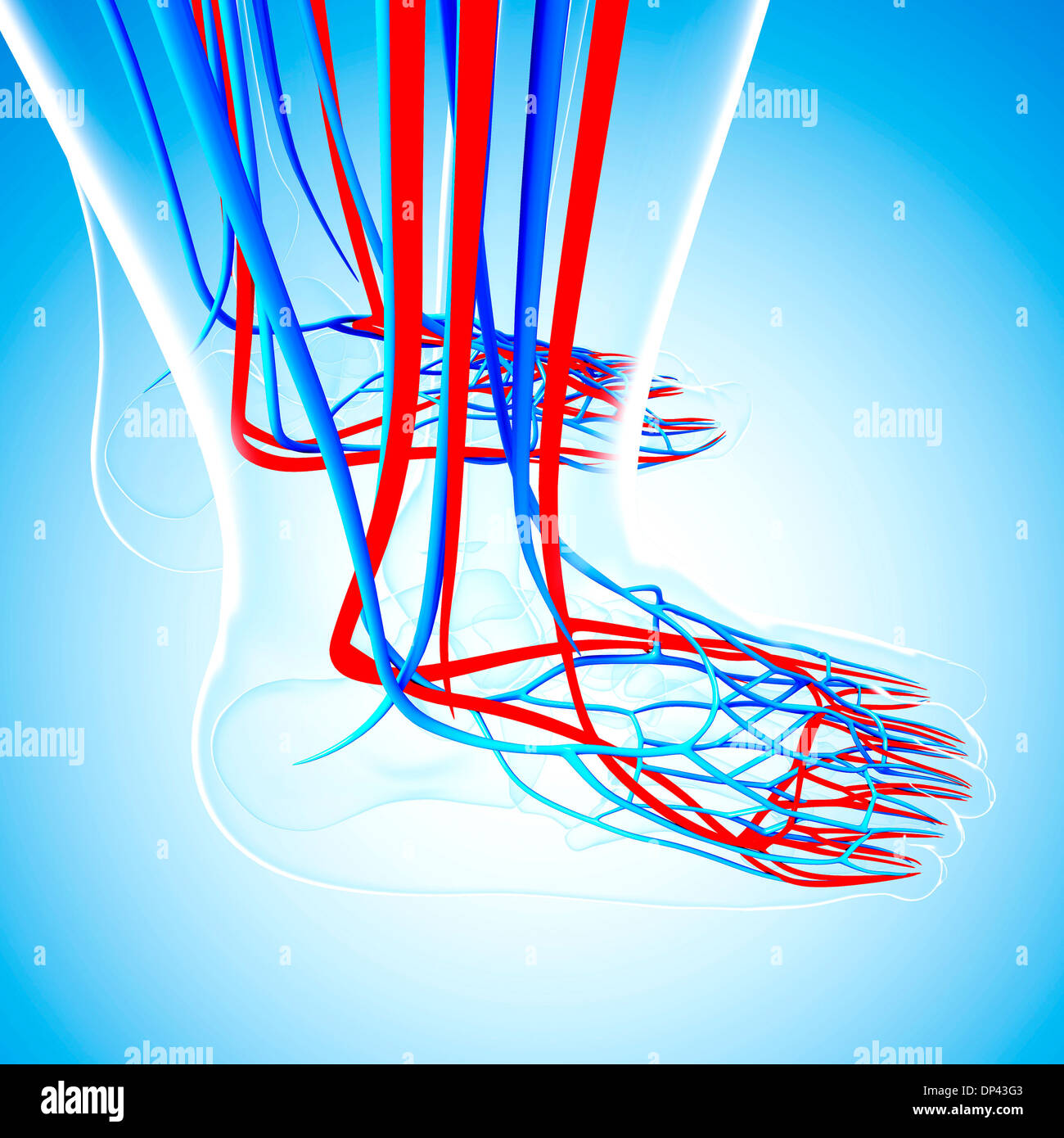 Human foot cardiovascular system, artwork Stock Photo - Alamy