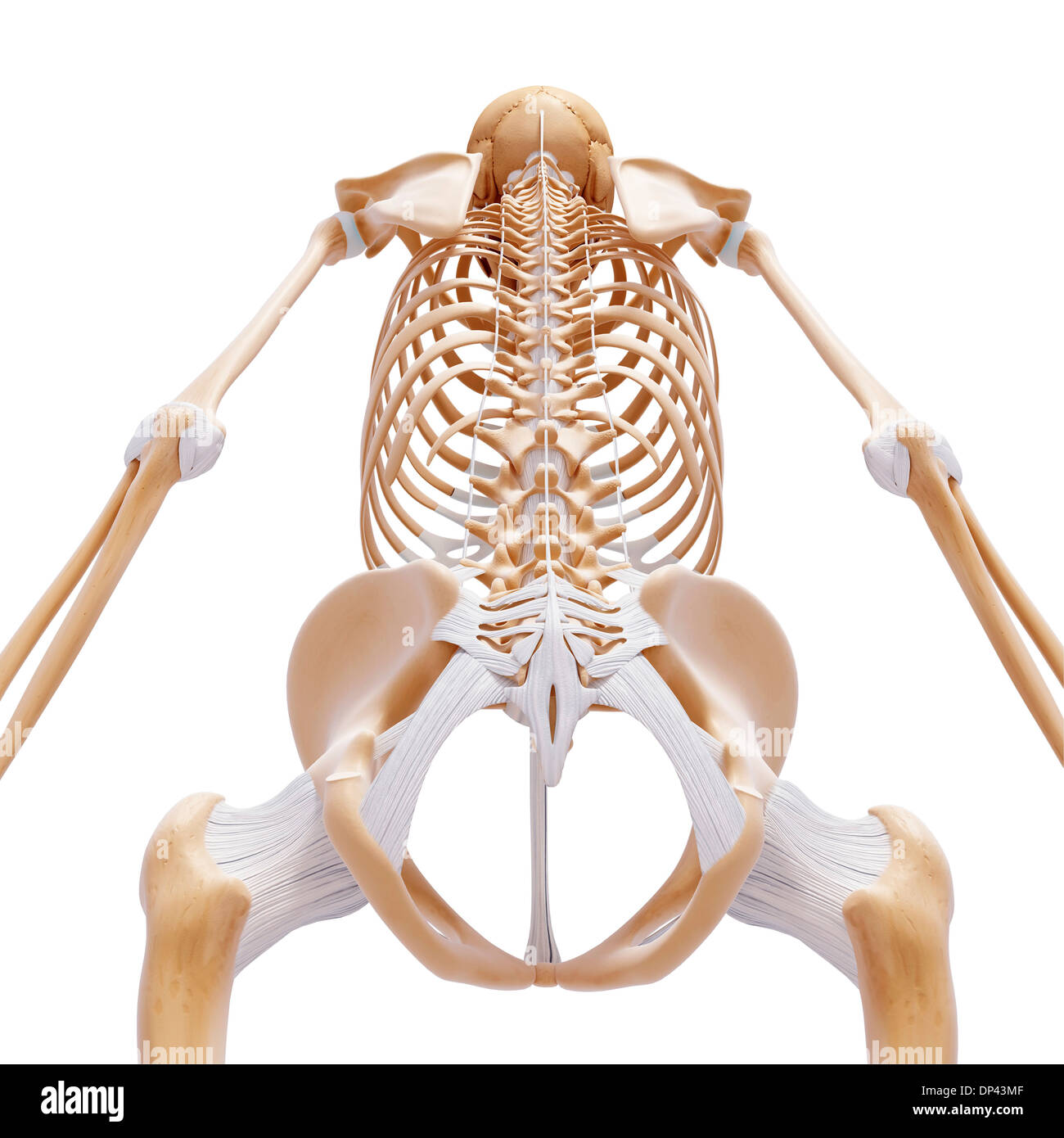 Human skeleton, artwork Stock Photo - Alamy
