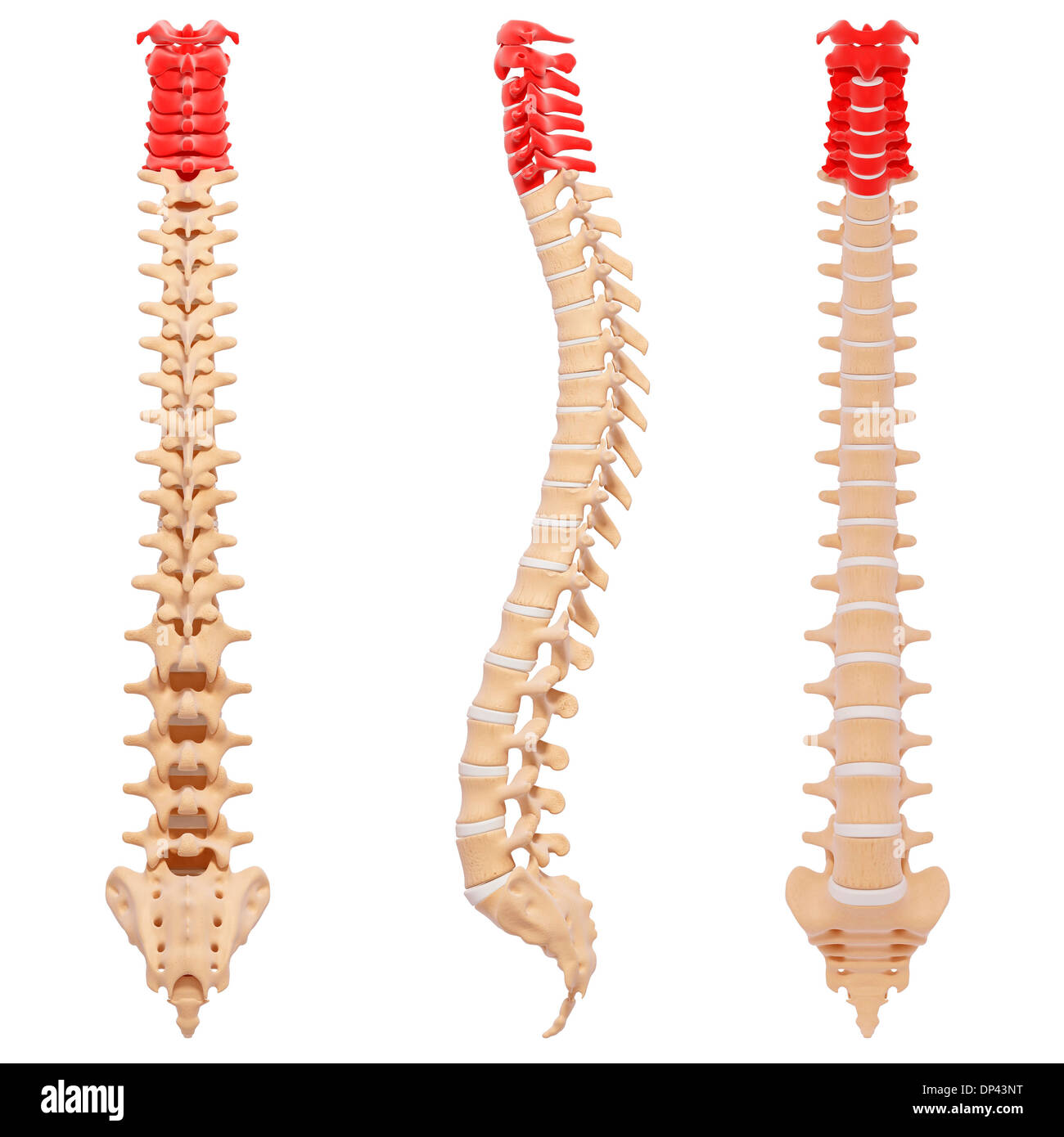 Human spine, artwork Stock Photo - Alamy