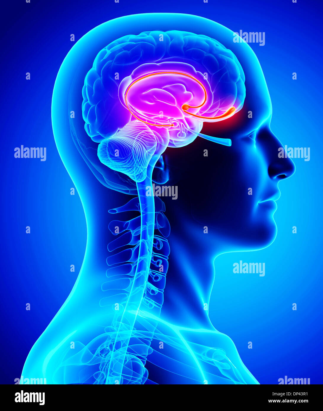 Male brain, artwork Stock Photo - Alamy