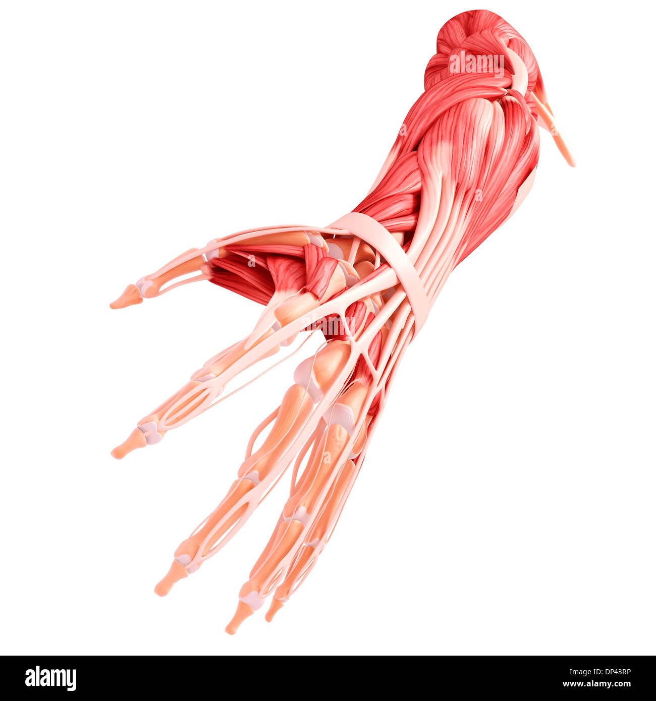 Hand anatomy artwork tendon Cut Out Stock Images & Pictures - Alamy
