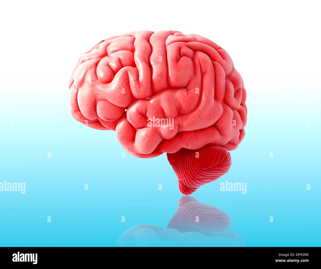 Human brain side view hi-res stock photography and images - Alamy