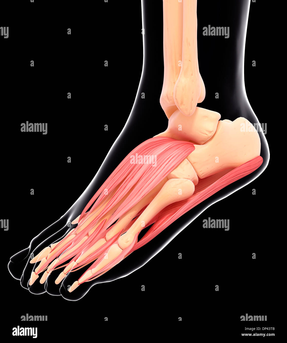 Human foot musculature, artwork Stock Photo - Alamy