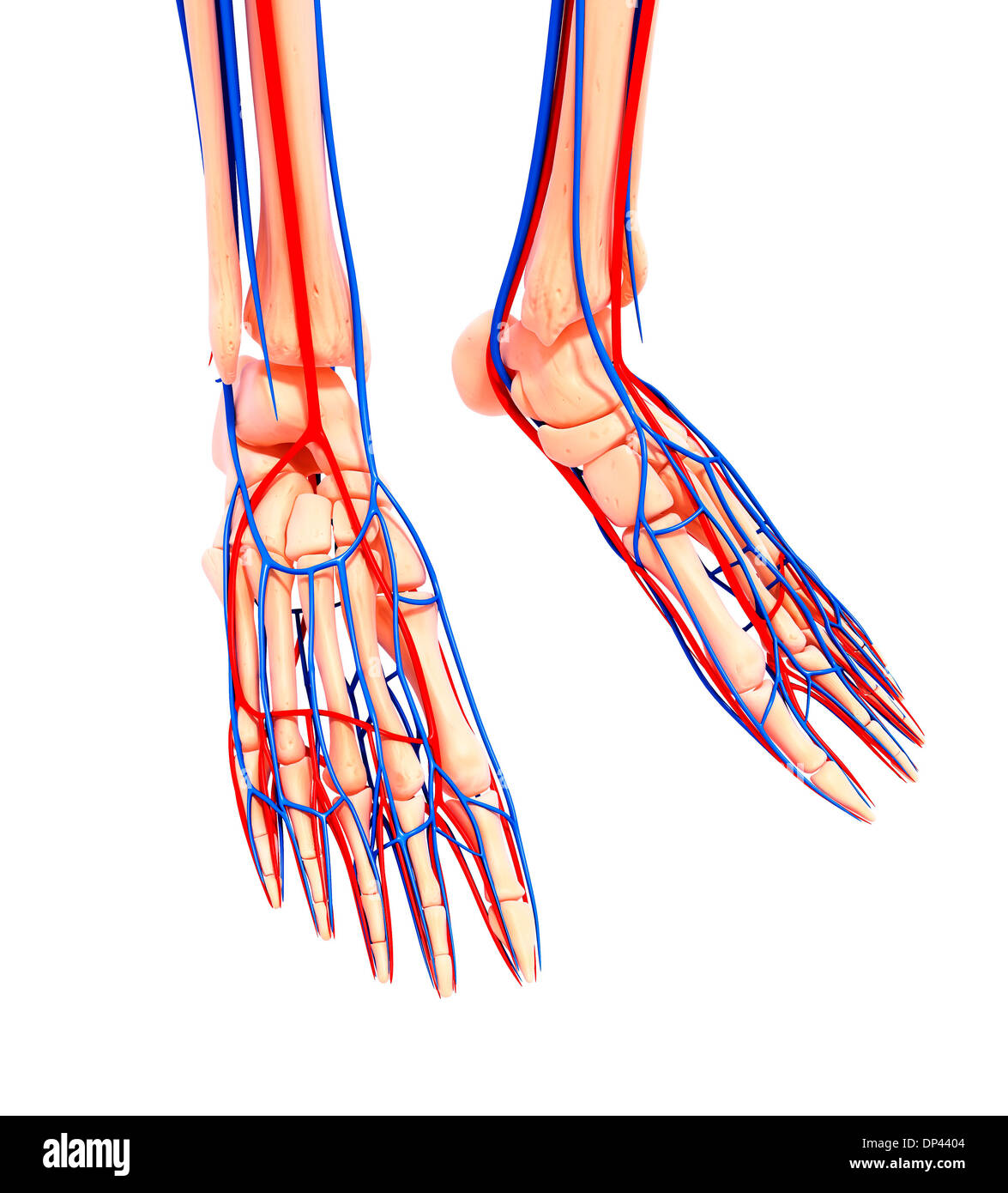 Human foot cardiovascular system, artwork Stock Photo - Alamy