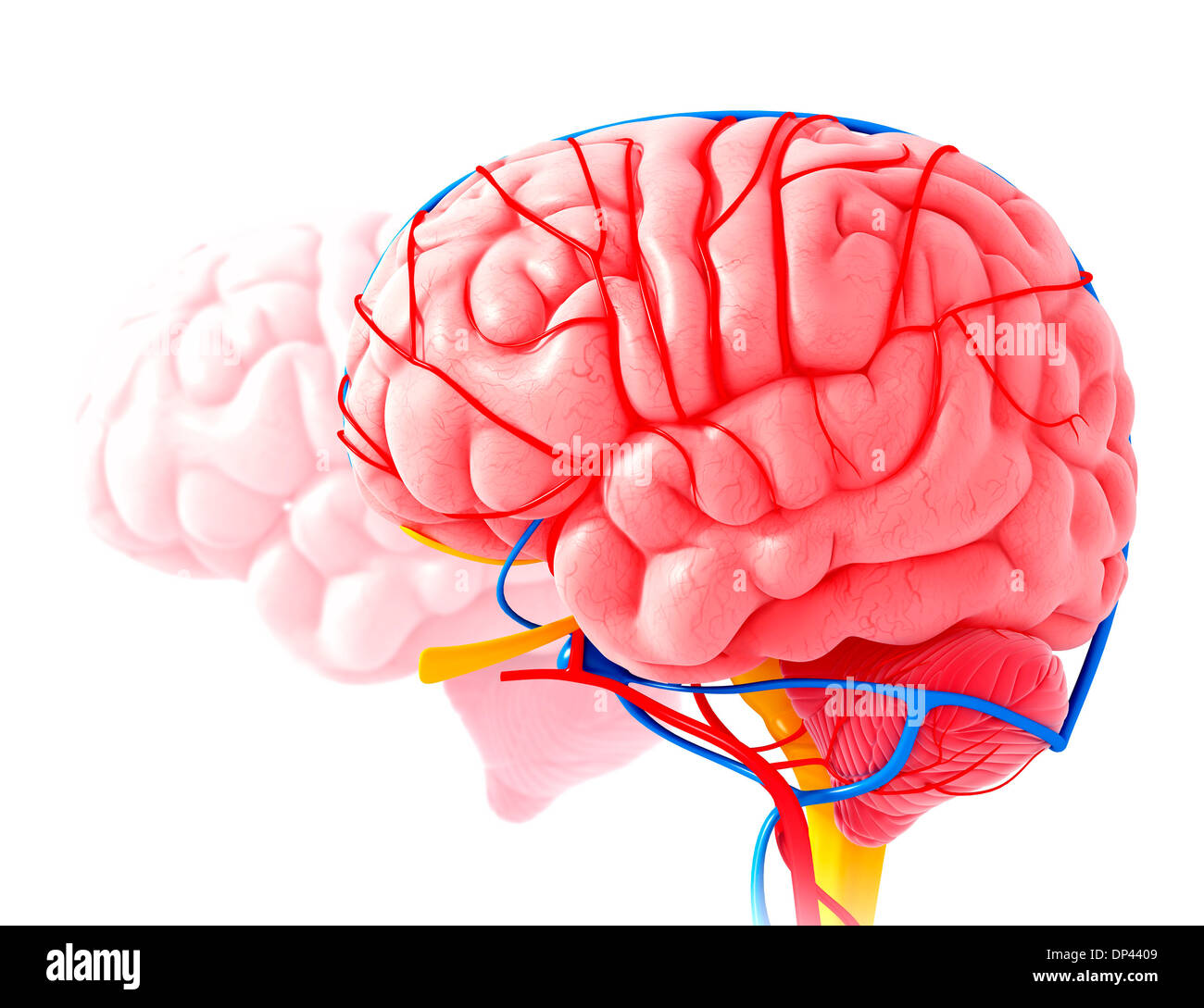 Anatomy brain side view Cut Out Stock Images & Pictures - Alamy