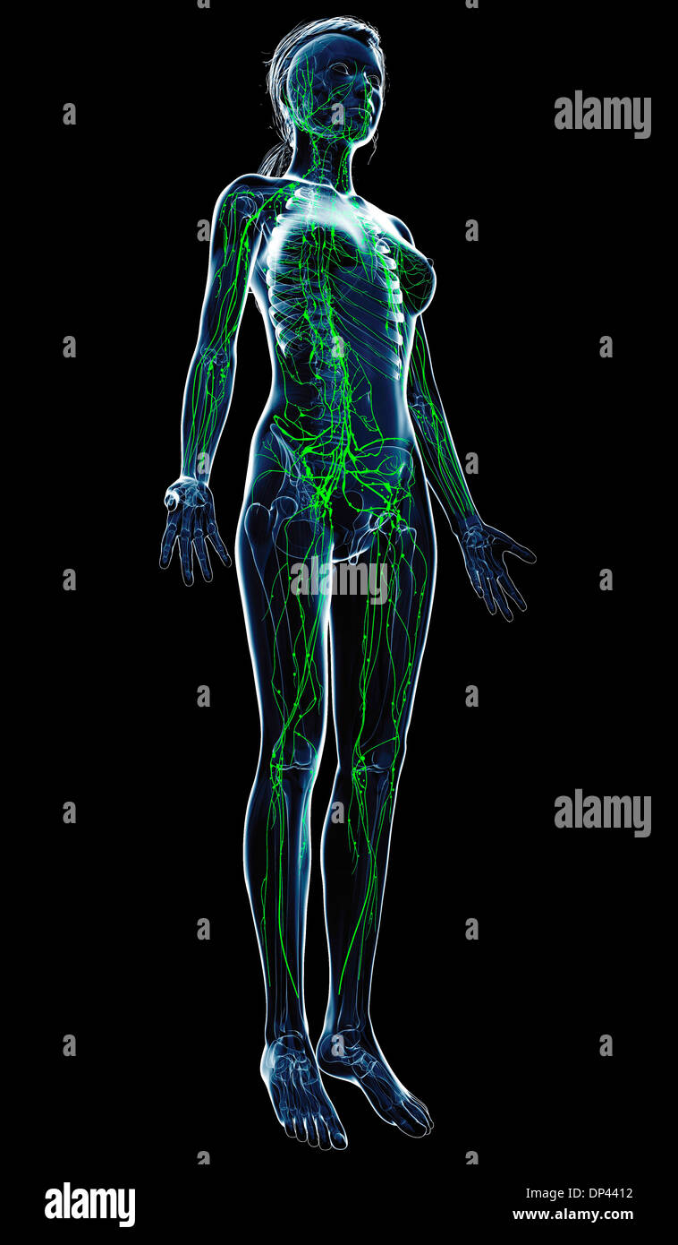 Female lymphatic system, artwork Stock Photo - Alamy