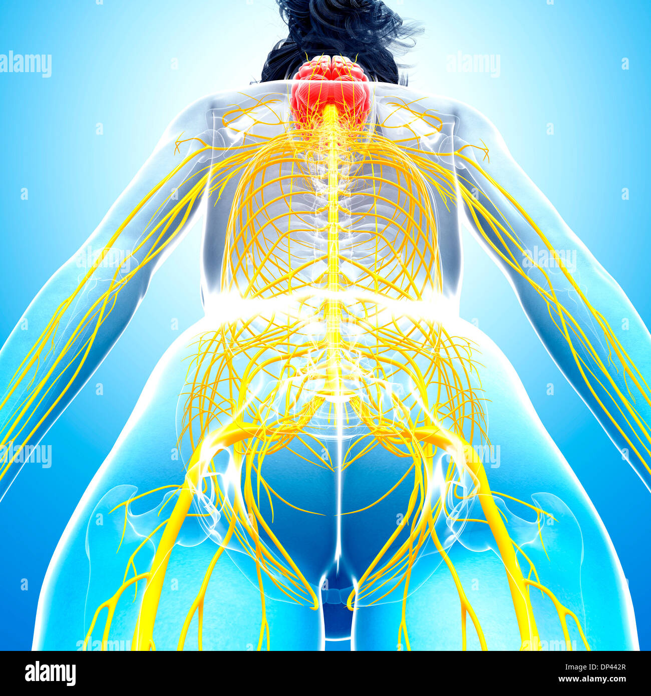 Female nervous system, artwork Stock Photo - Alamy