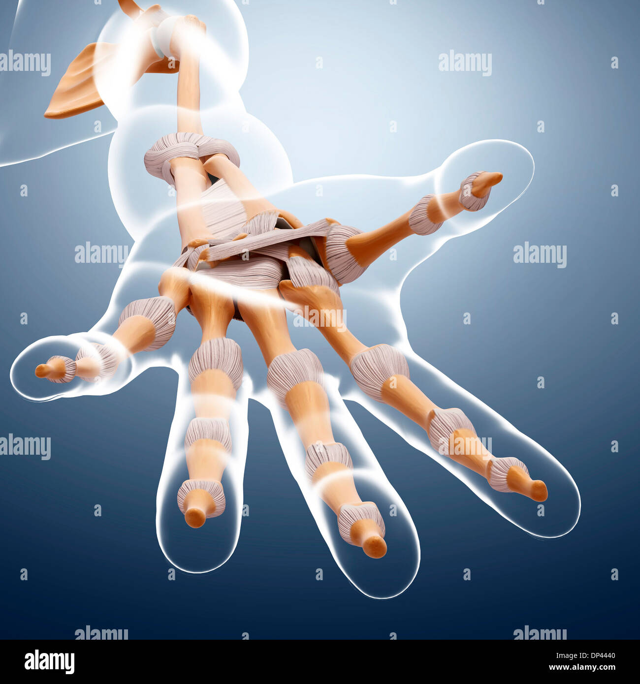 Shoulder blade arm bones scapula hi-res stock photography and images ...