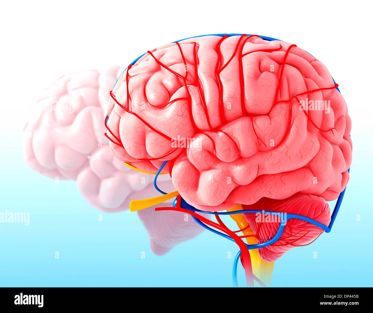 Human nervous system side hi-res stock photography and images - Alamy