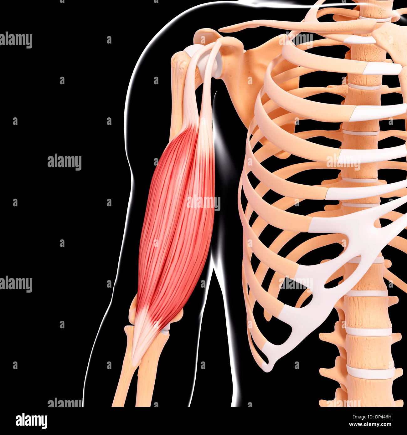 Human arm musculature, artwork Stock Photo - Alamy