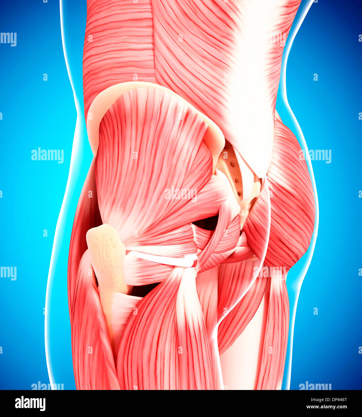 Human hip musculature, artwork Stock Photo - Alamy
