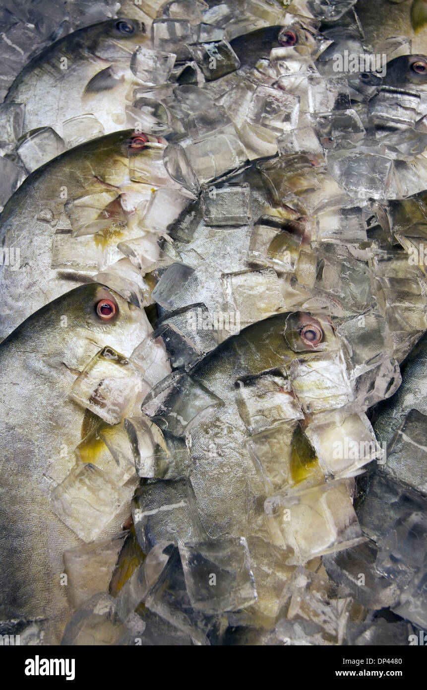 fresh fish packed in ice Stock Photo - Alamy