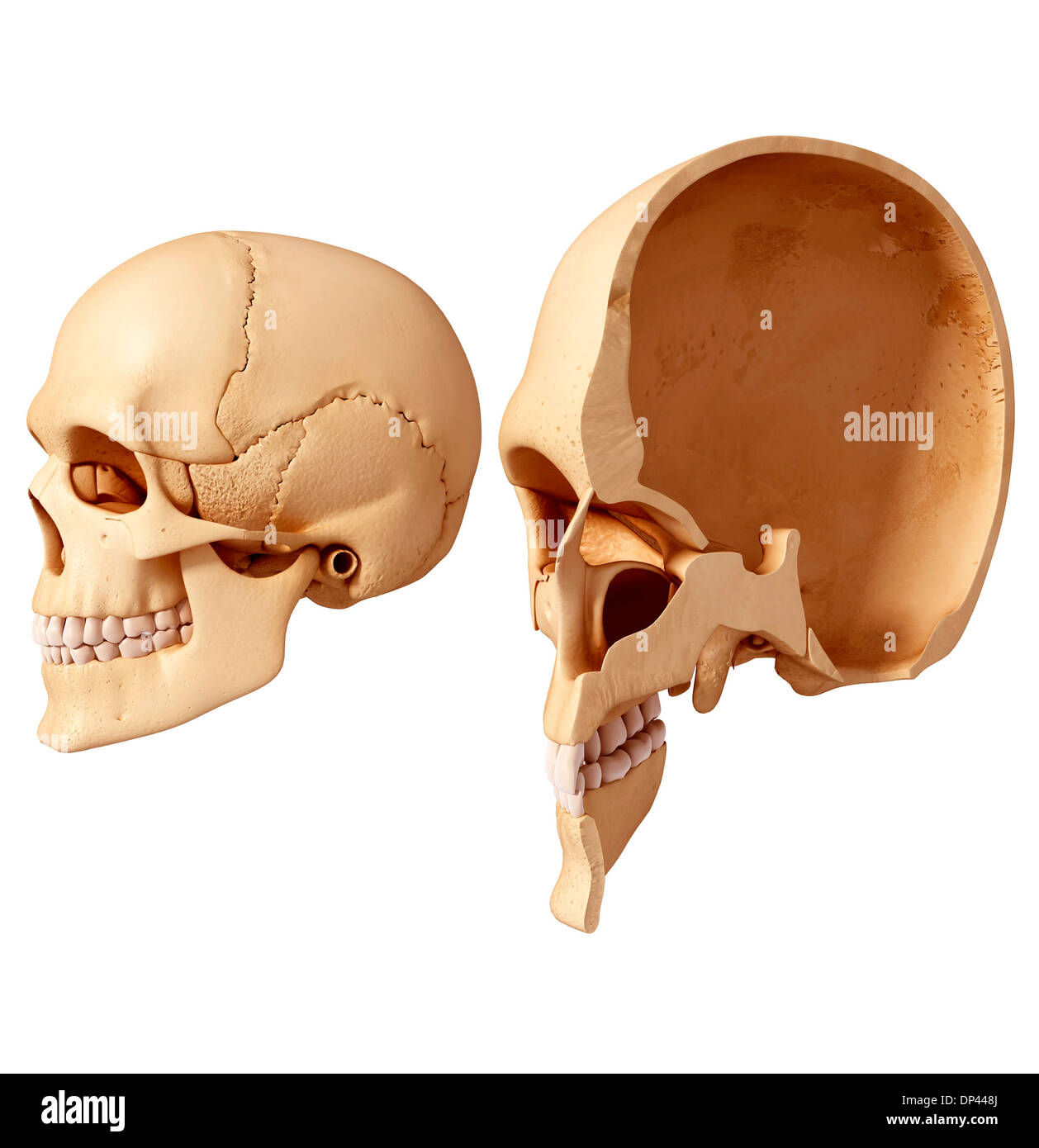 Cross section of skull hi-res stock photography and images - Alamy