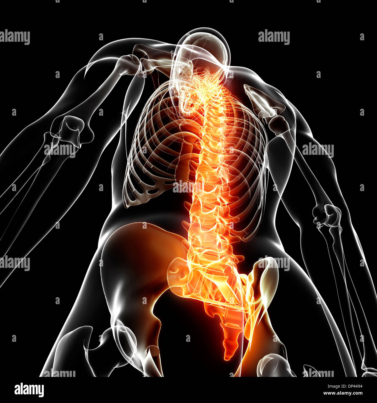Human spine, artwork Stock Photo - Alamy