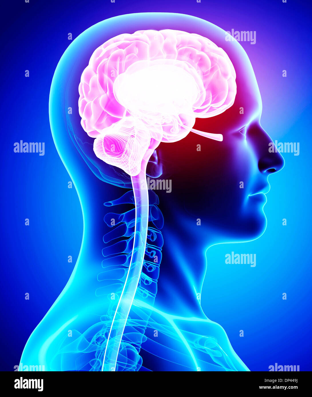 Male brain, artwork Stock Photo - Alamy