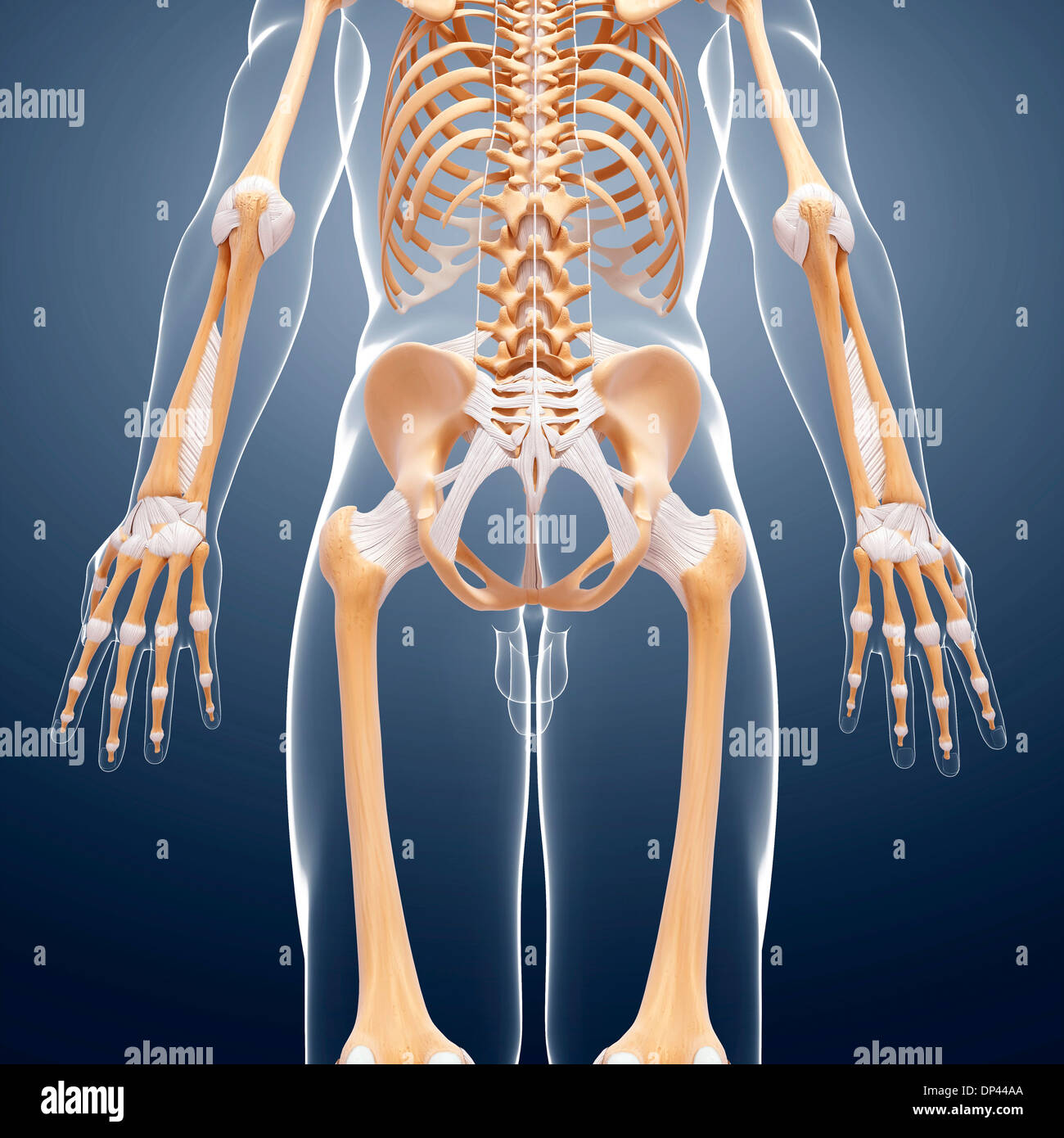 Human skeleton, artwork Stock Photo - Alamy