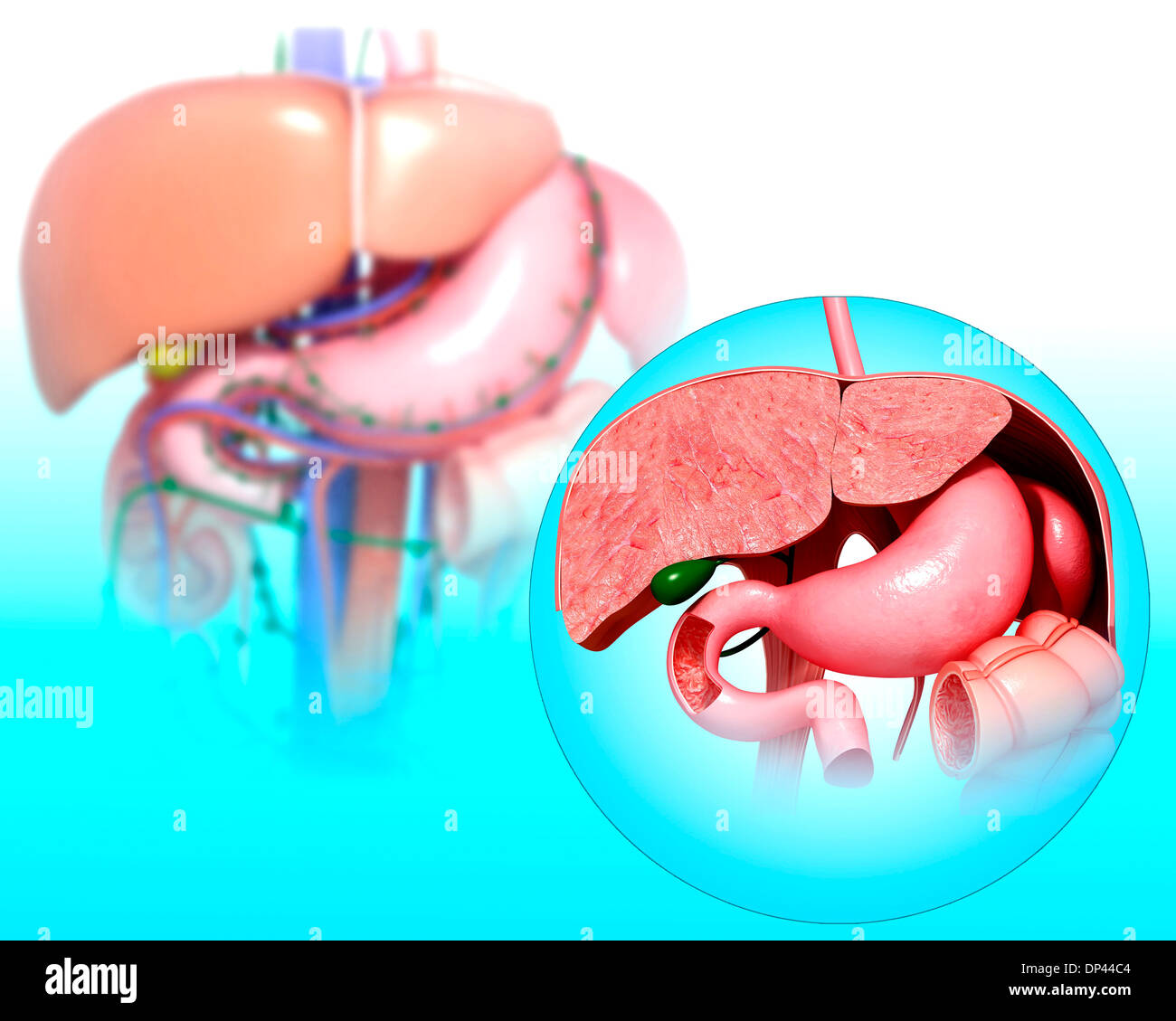 Human digestive system cross section hi-res stock photography and ...