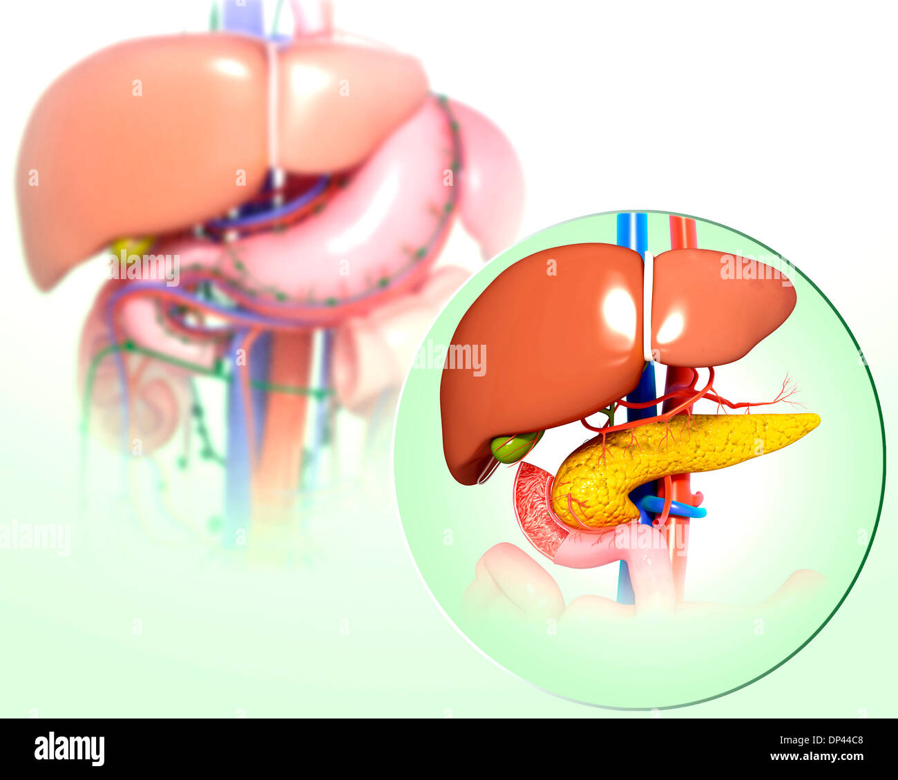 Human digestive system, artwork Stock Photo - Alamy