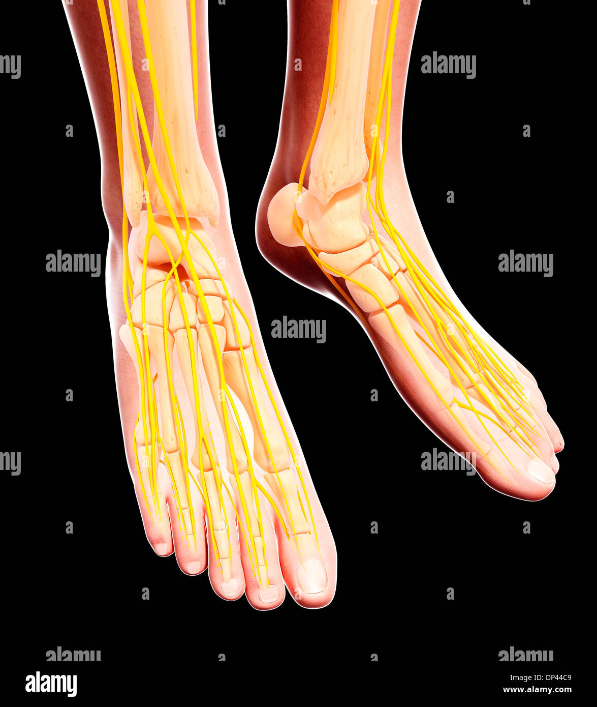 Human foot nervous system, artwork Stock Photo - Alamy