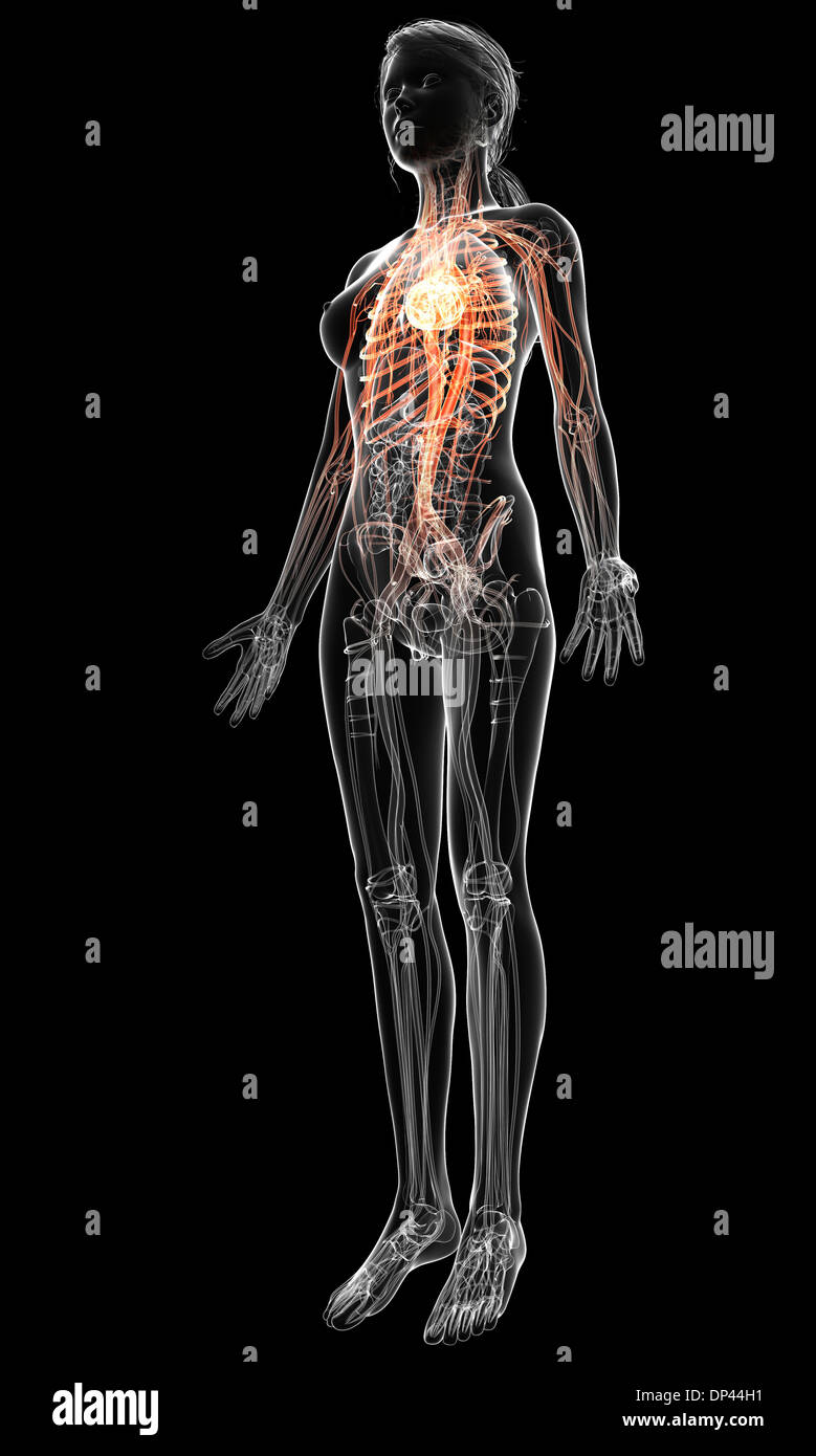 Female cardiovascular system, artwork Stock Photo - Alamy