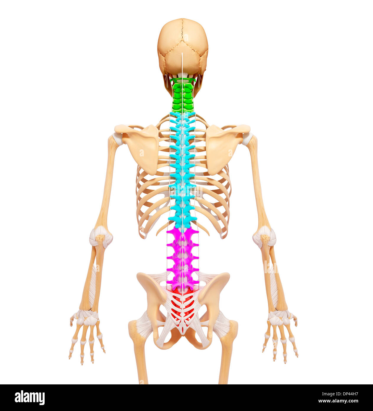 Human skeleton, artwork Stock Photo - Alamy