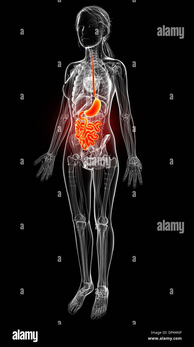Female anatomy, artwork Stock Photo - Alamy