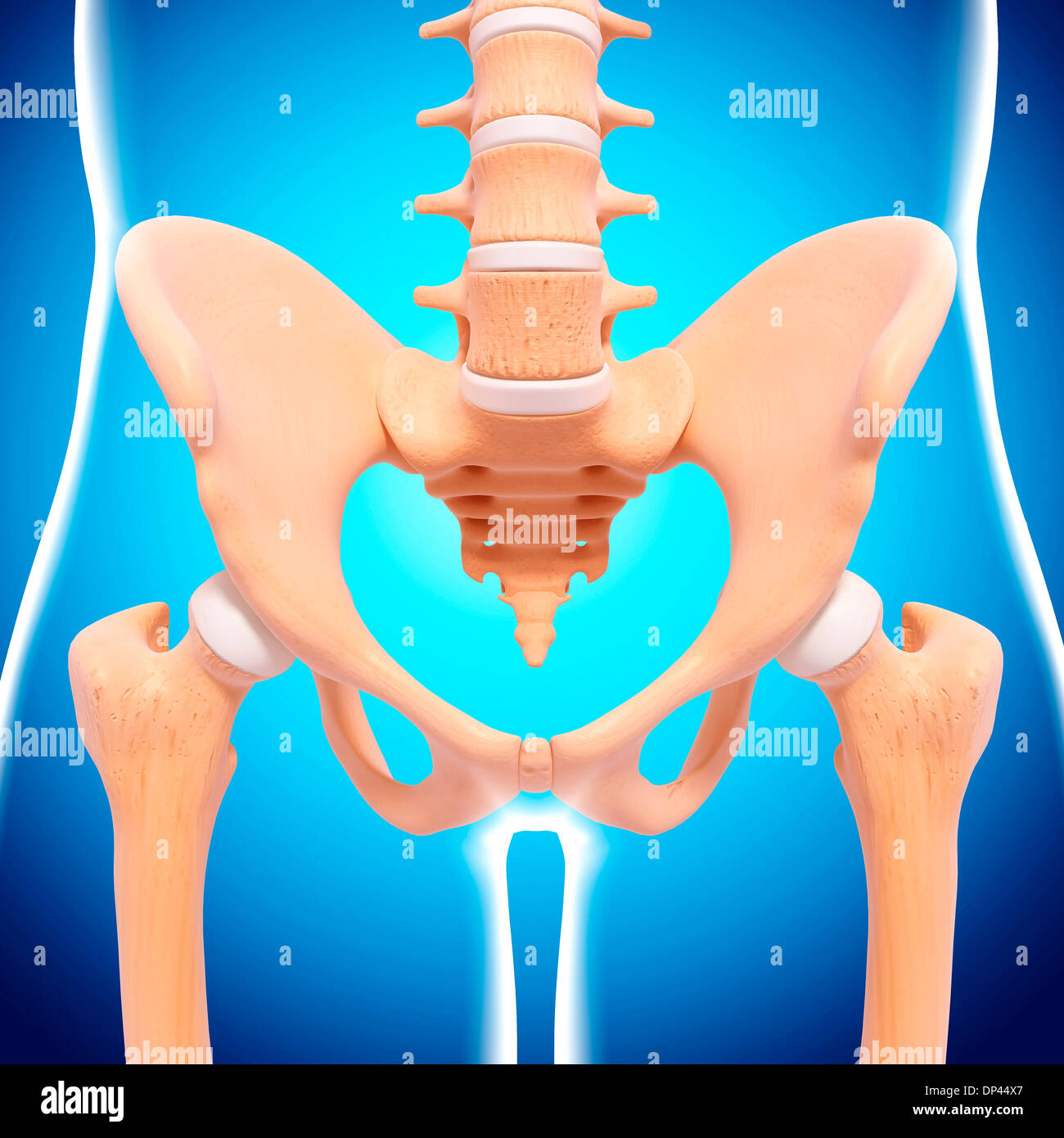 Human pelvic bones, artwork Stock Photo - Alamy