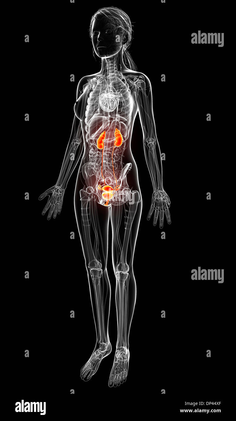 Female anatomy, artwork Stock Photo - Alamy