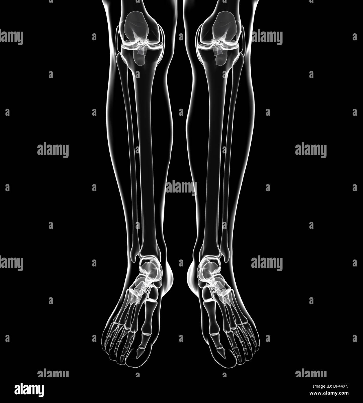 Human leg bones, artwork Stock Photo - Alamy