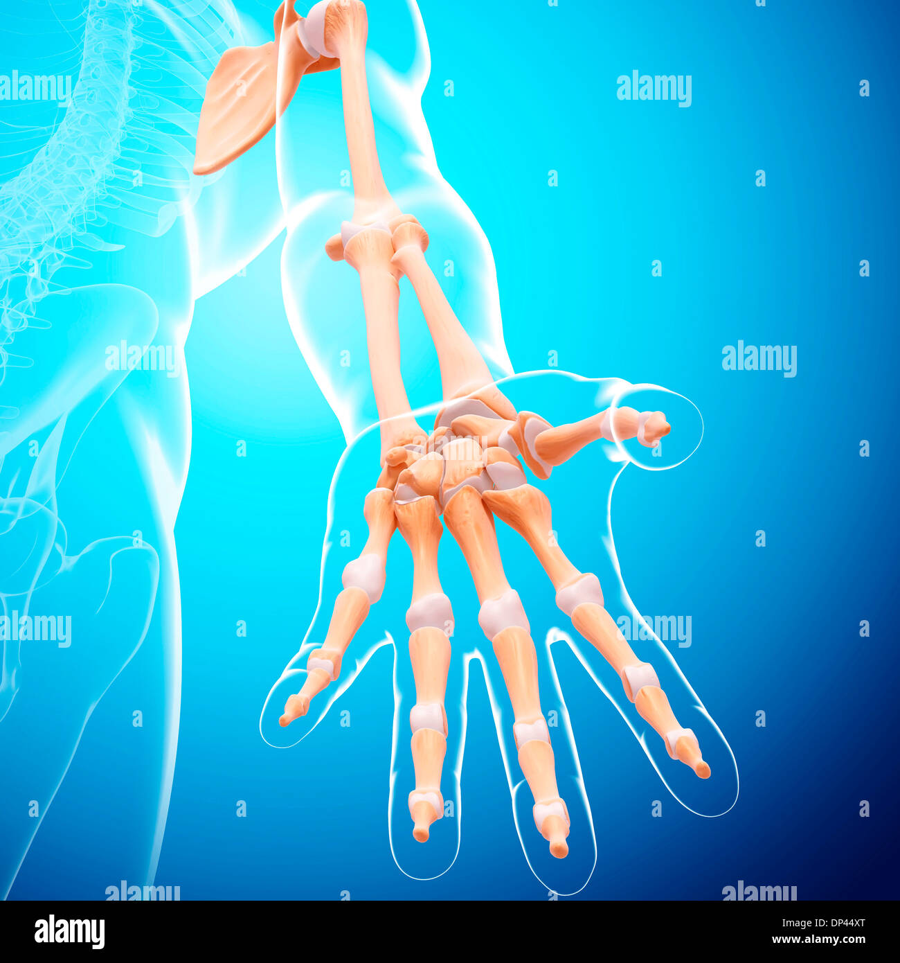 Human arm bones, artwork Stock Photo - Alamy
