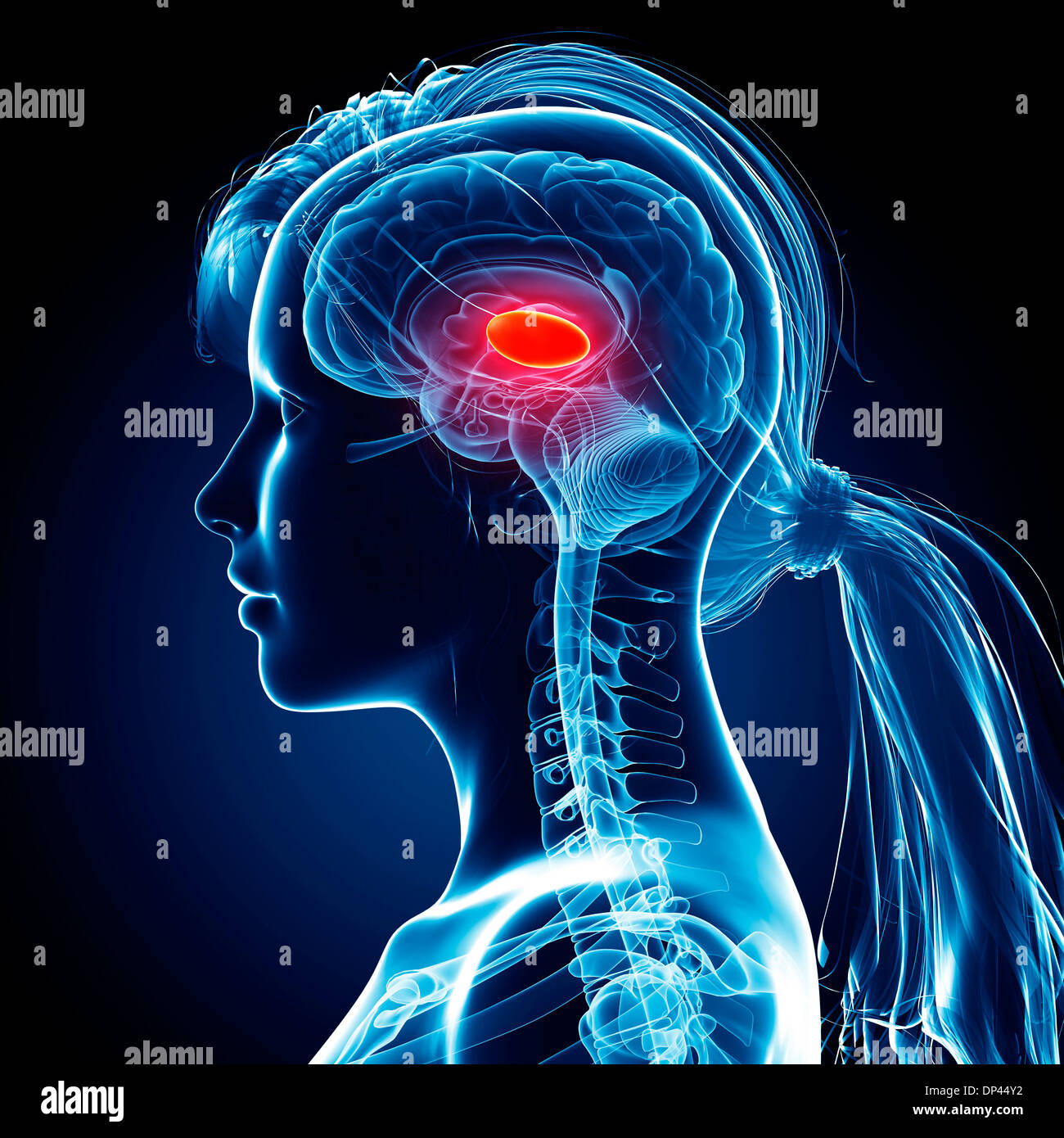 Female brain, artwork Stock Photo - Alamy