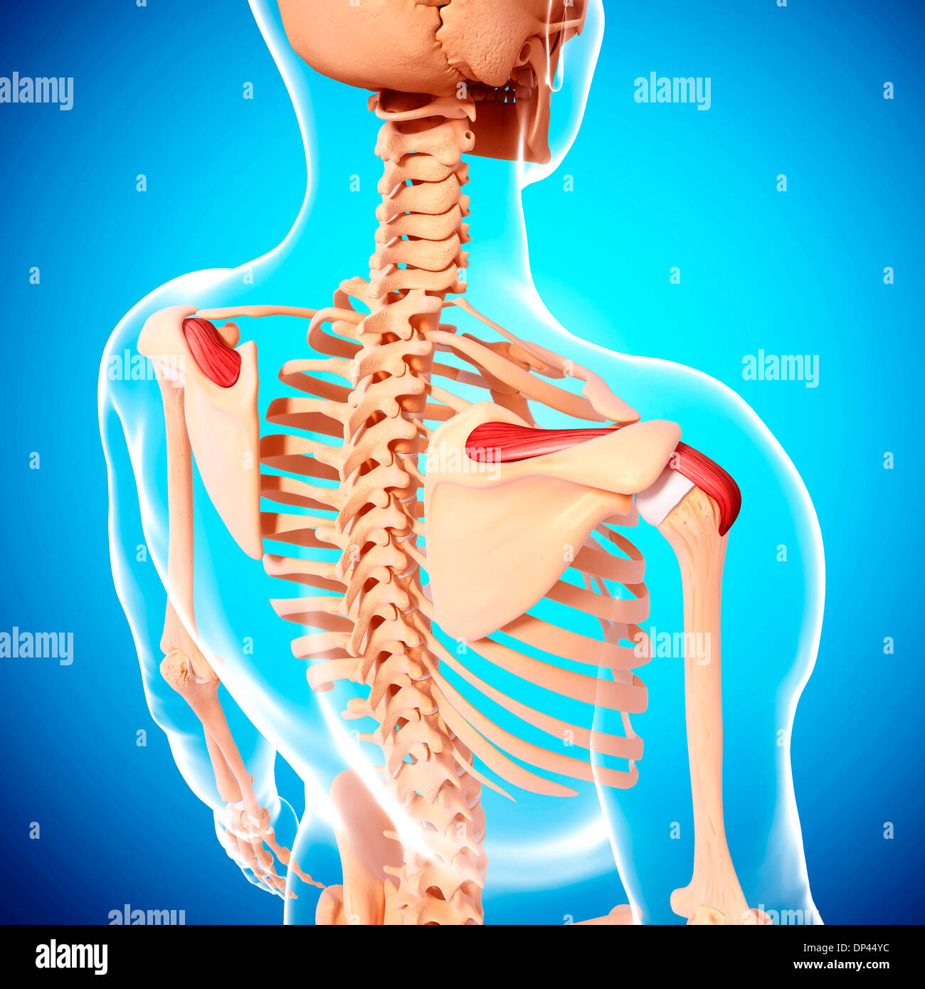 Human shoulder musculature, artwork Stock Photo - Alamy