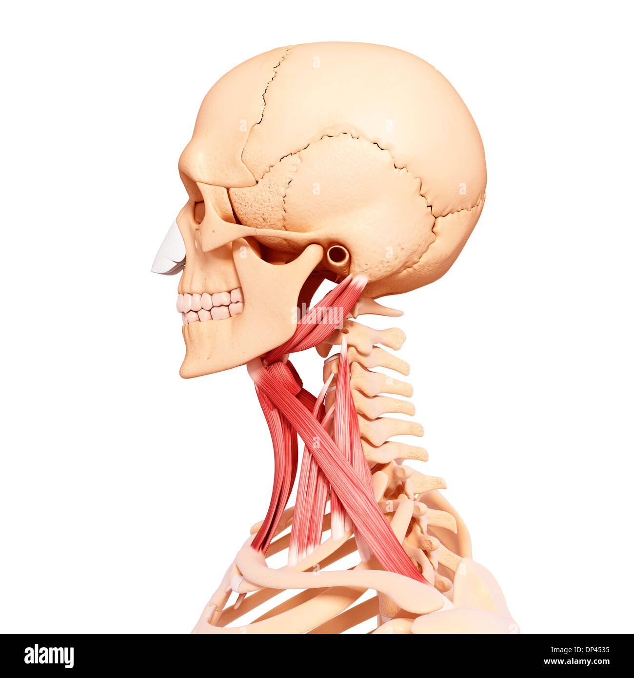 Human neck musculature, artwork Stock Photo - Alamy