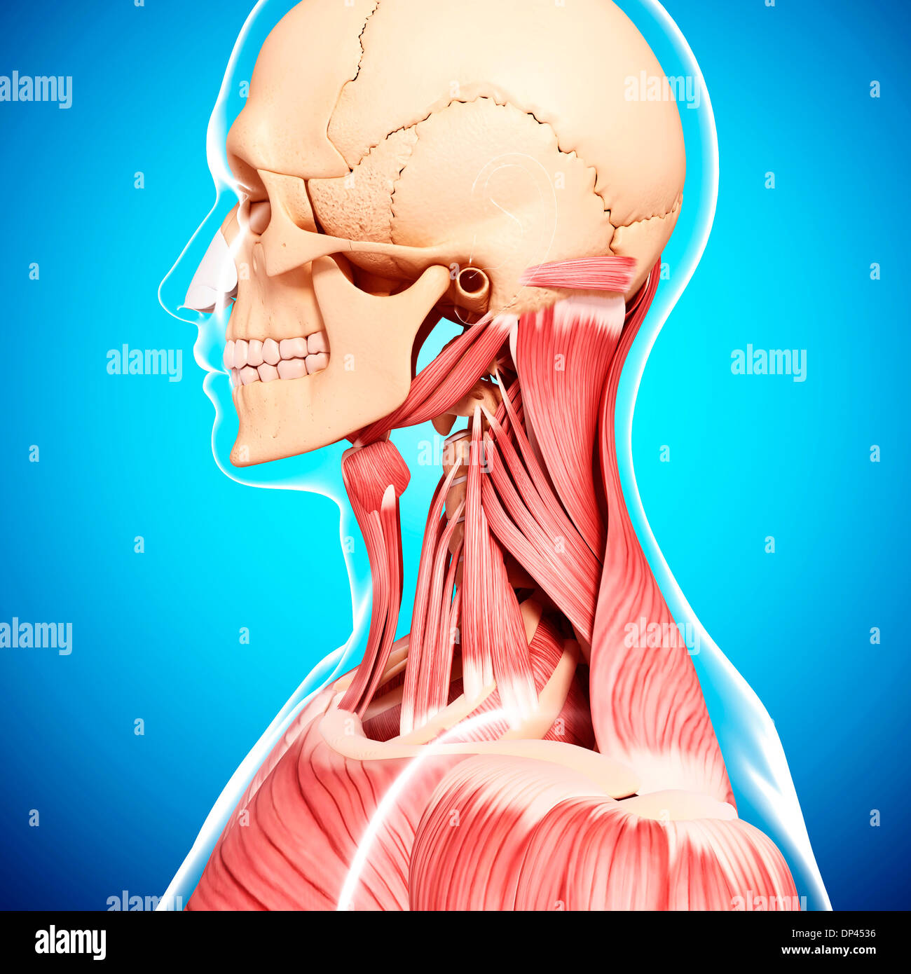 Human musculature, artwork Stock Photo - Alamy