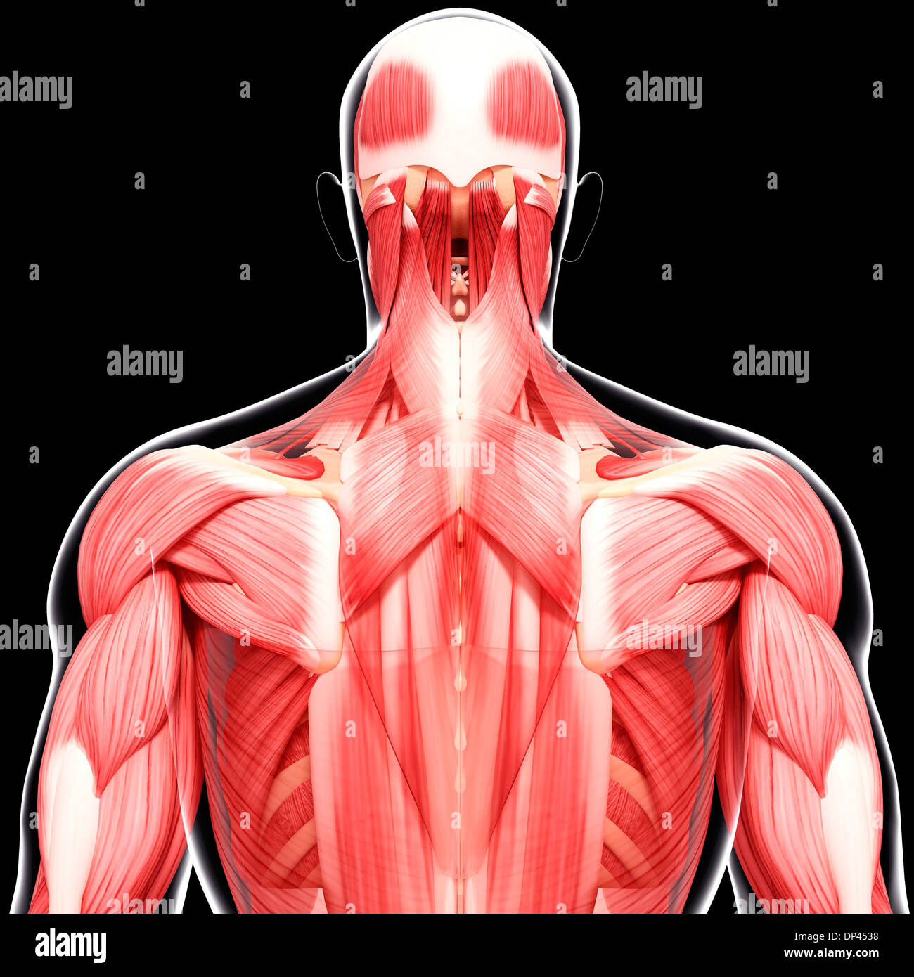 Human musculature, artwork Stock Photo - Alamy