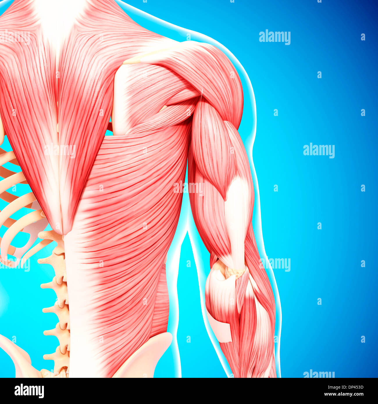 Teres Major Muscle Anatomy Function Clinical Aspects Kenhub