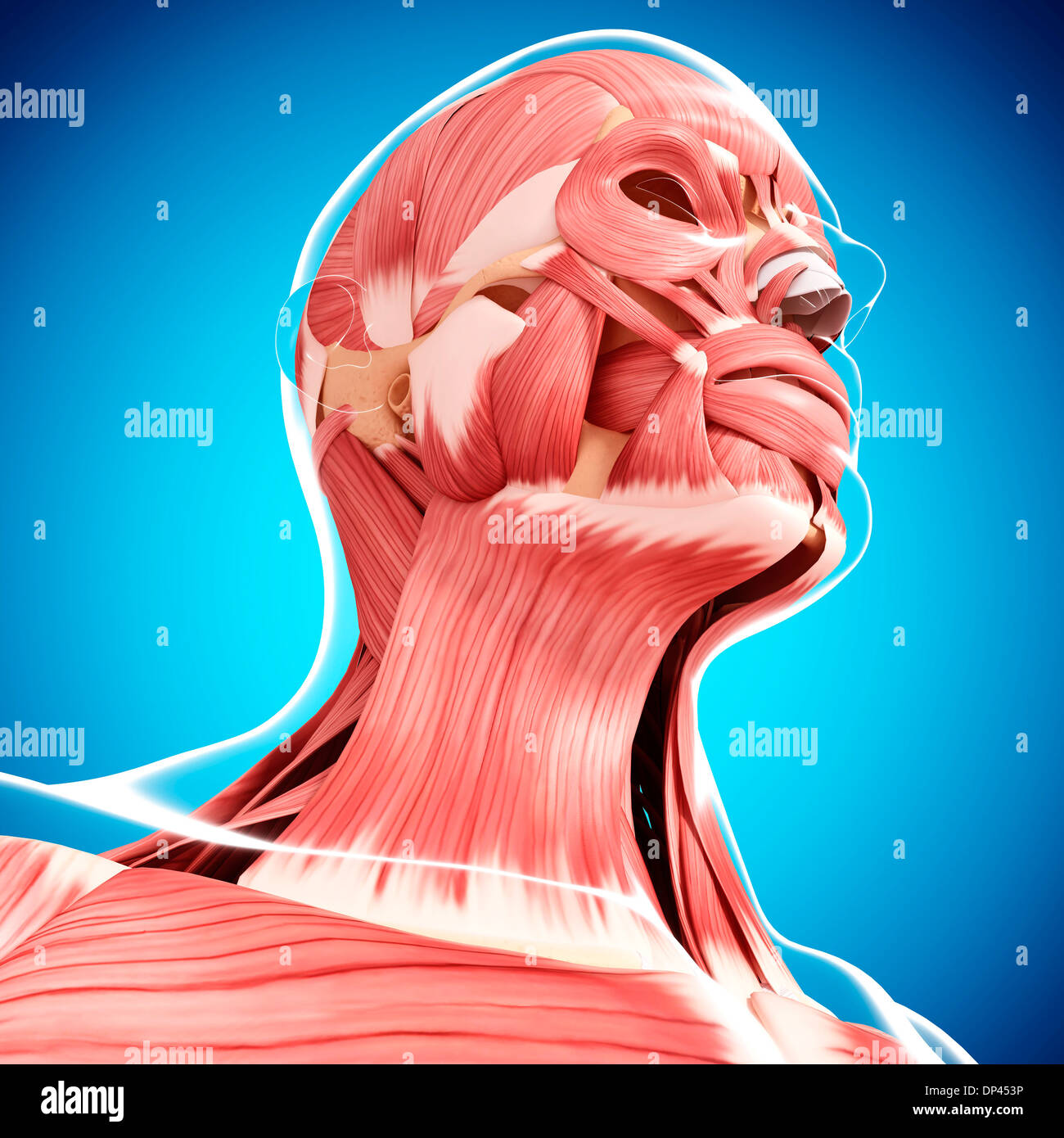 Occipitofrontalis Muscle Stock Photos & Occipitofrontalis Muscle Stock ...