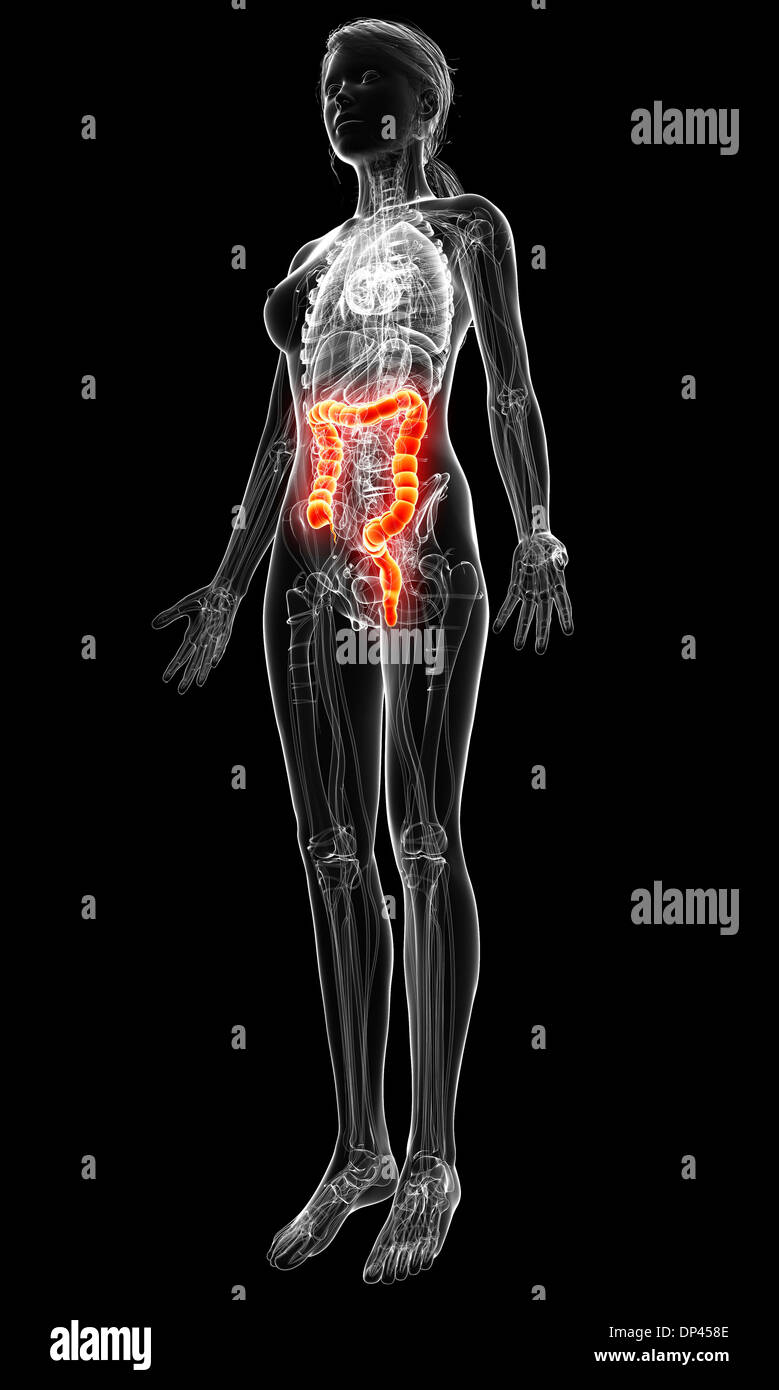 Female anatomy, artwork Stock Photo - Alamy