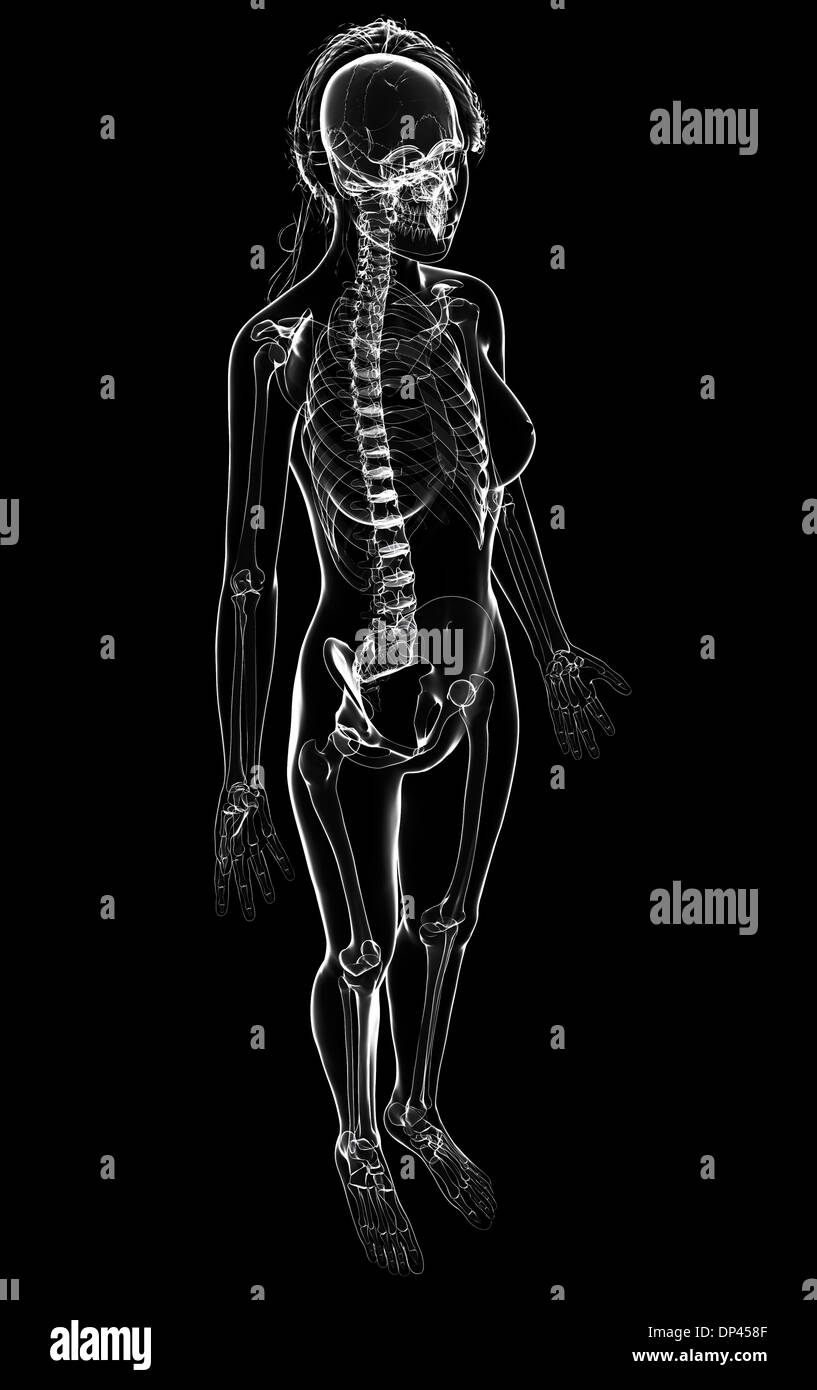 Female skeleton, artwork Stock Photo - Alamy