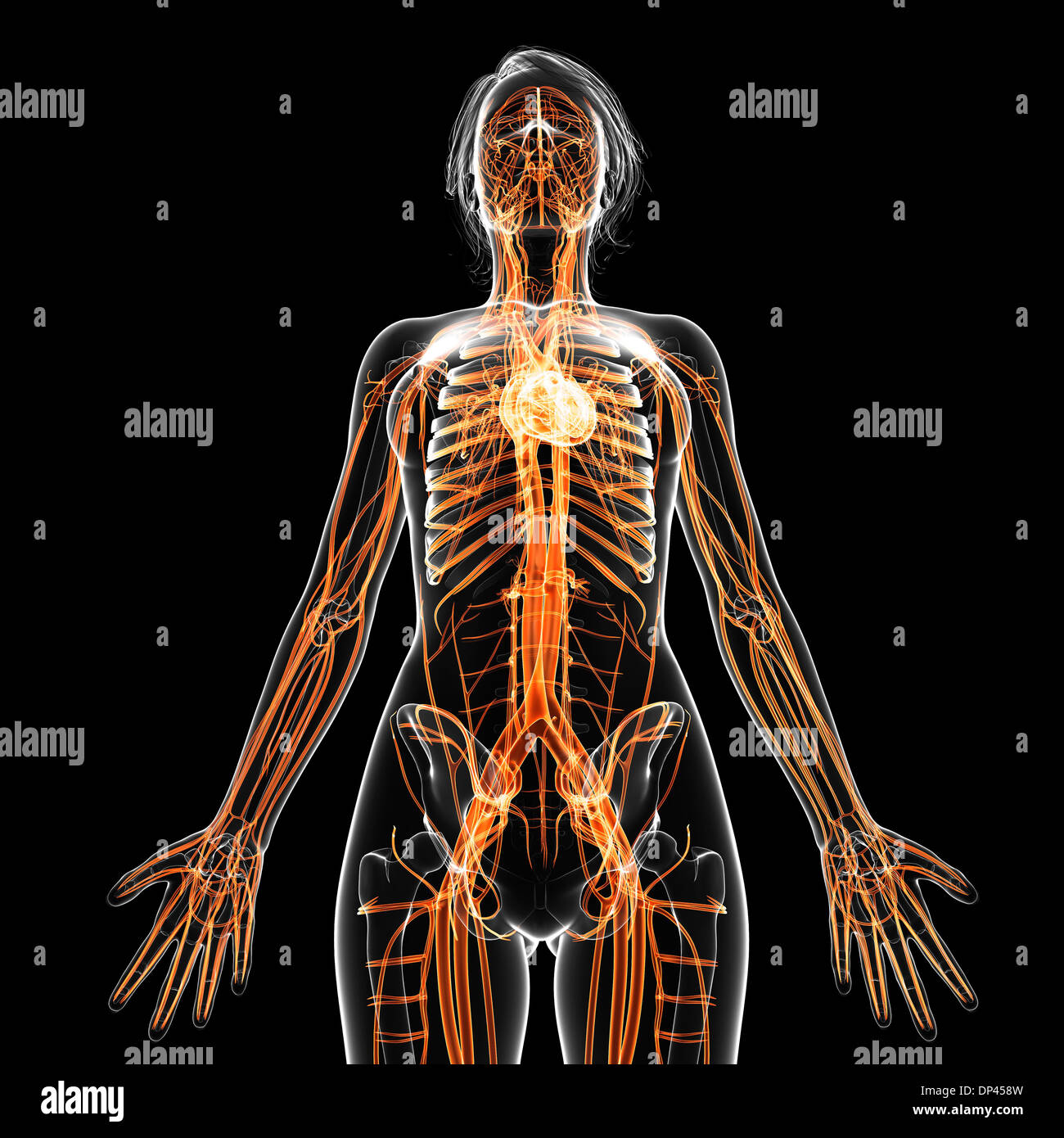 Female cardiovascular system, artwork Stock Photo - Alamy