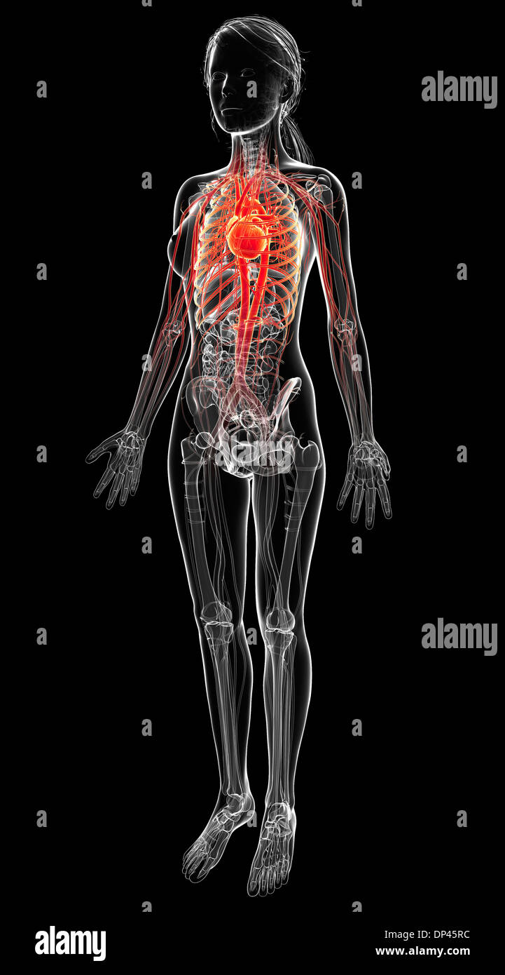Female cardiovascular system, artwork Stock Photo - Alamy
