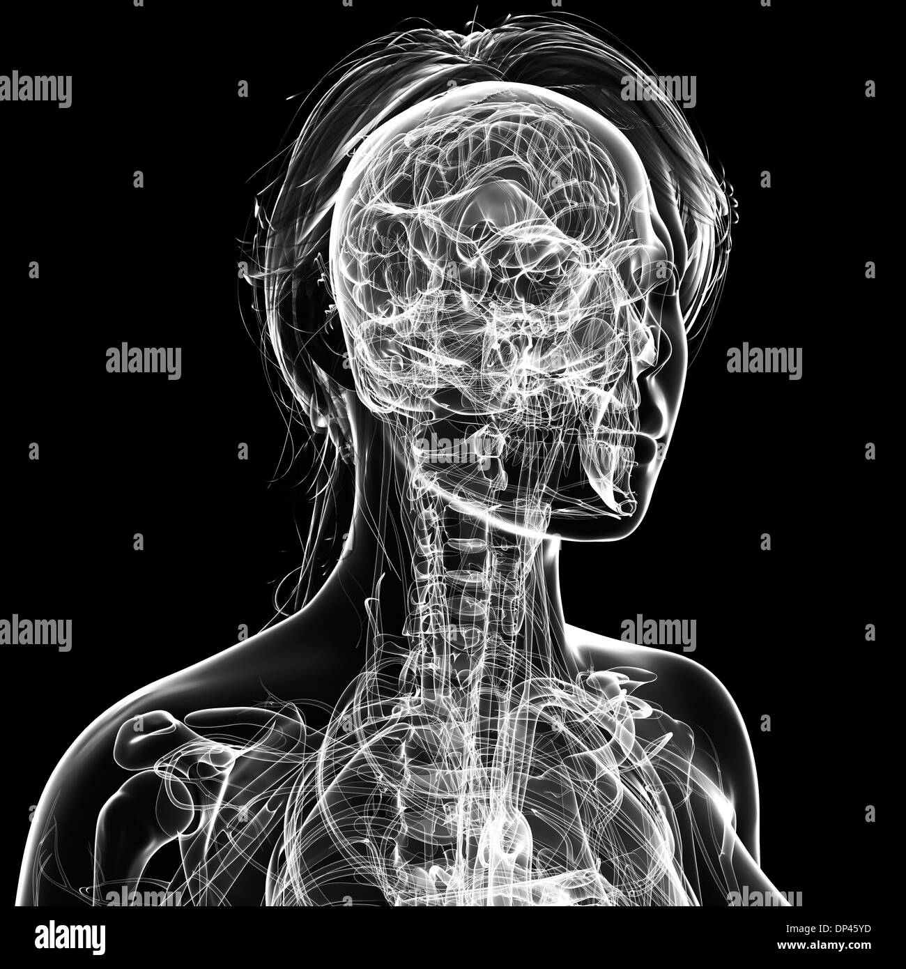 Female brain, artwork Stock Photo - Alamy