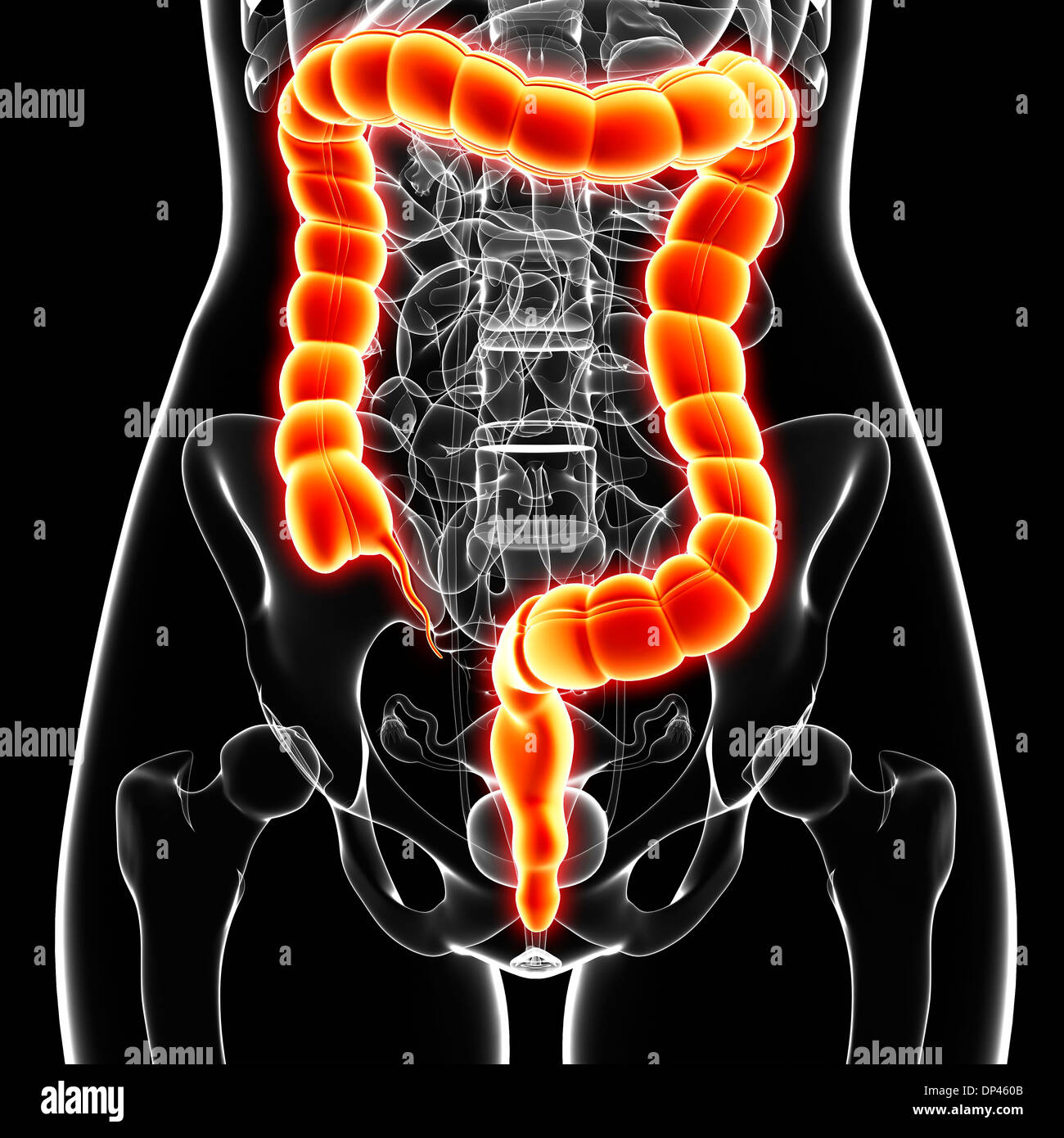 Female Rectum High Resolution Stock Photography and Images - Alamy